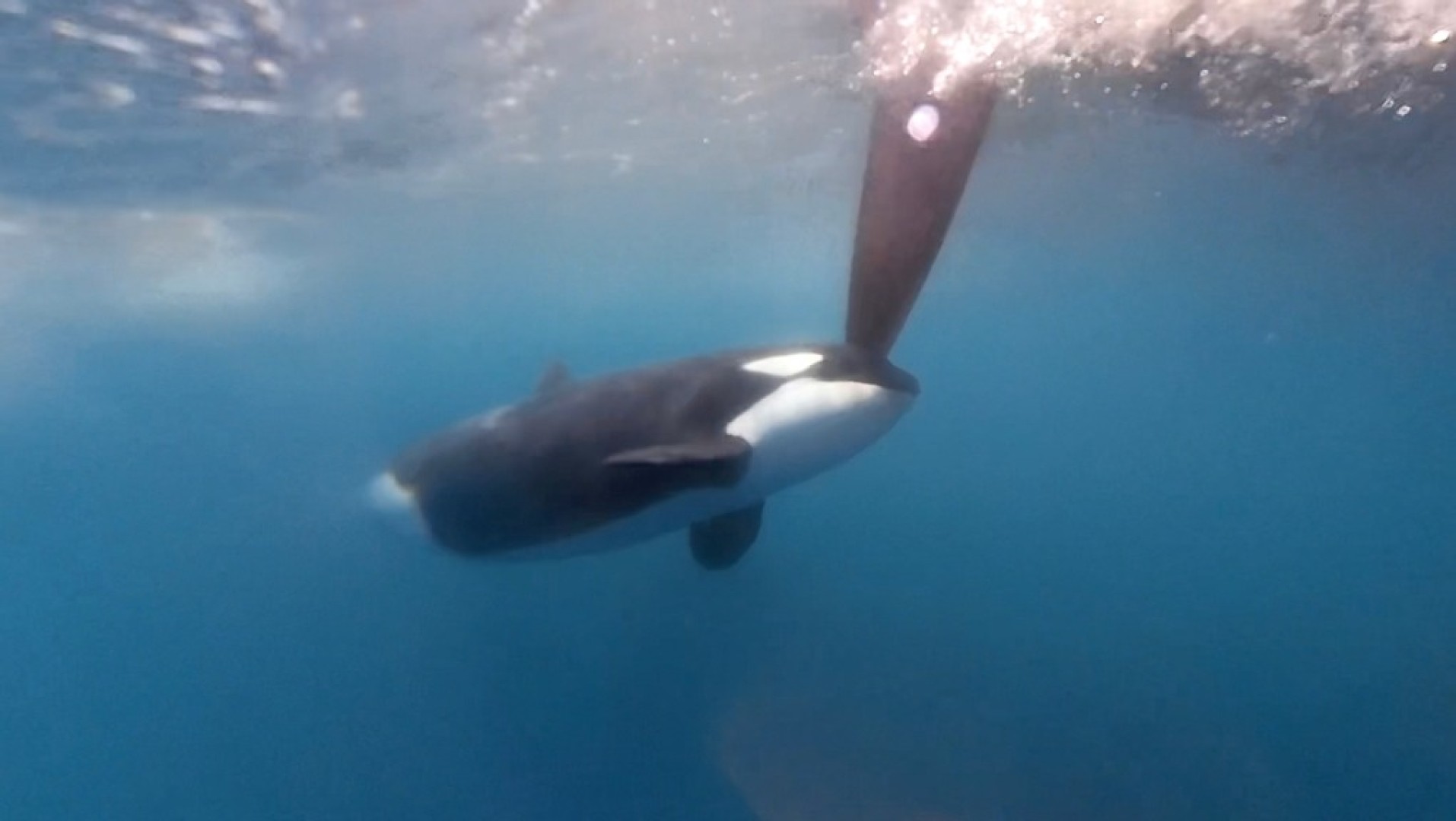 Pressmare | Orca encounter: This was a scary moment